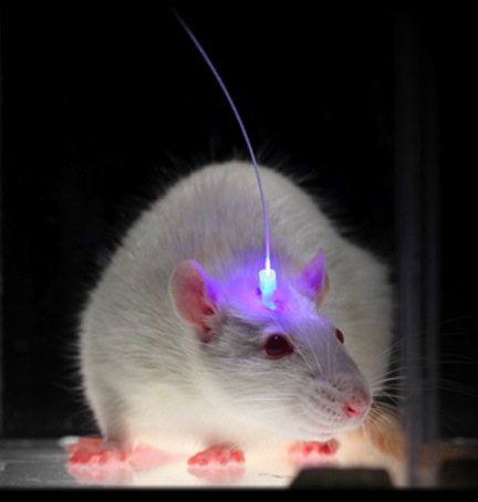 Brain Bits, 1/10/16 | Brains Explained