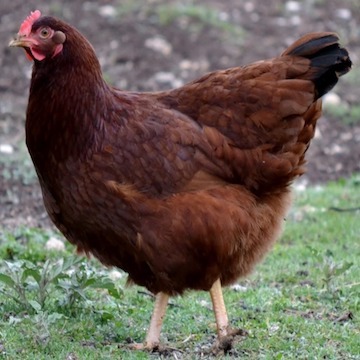 Rhode Island Reds – Brazos Farm