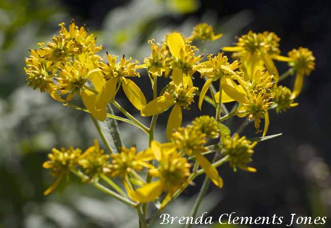 Brilliant Yellow Wingstem – Tendrils