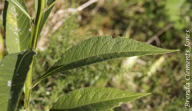 Brilliant Yellow Wingstem – Tendrils
