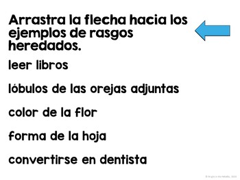 Variation of Traits and Genetic Disorders Lesson in Spanish - Bright in ...