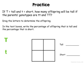 Genetics Unit - Incredible Interactive Lesson Bundle