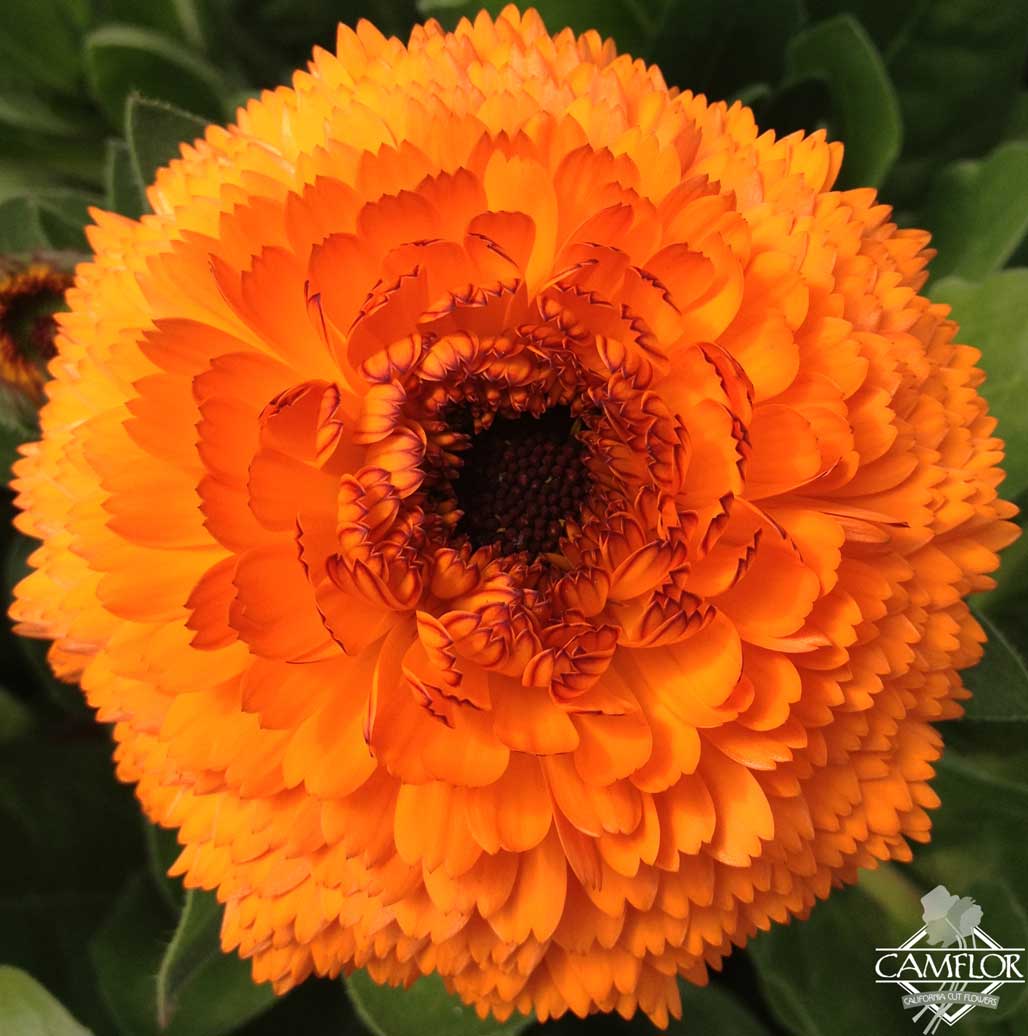 Calendula Orange | CamFlor, Inc.