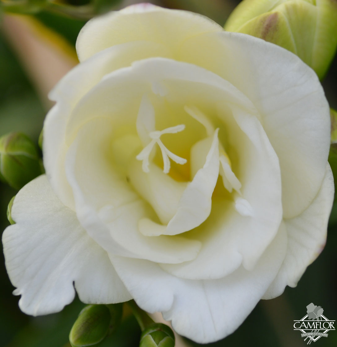 Freesia White | CamFlor, Inc.