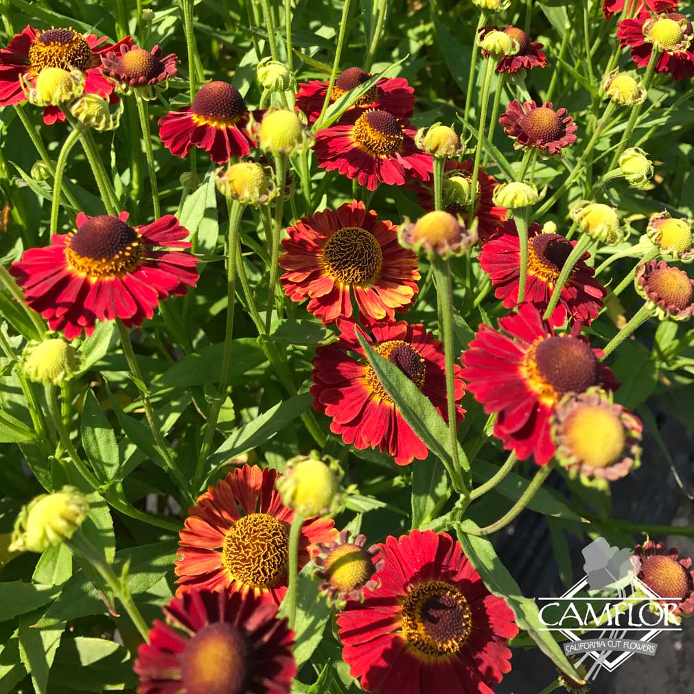 Helenium Red - CamFlor, Inc.