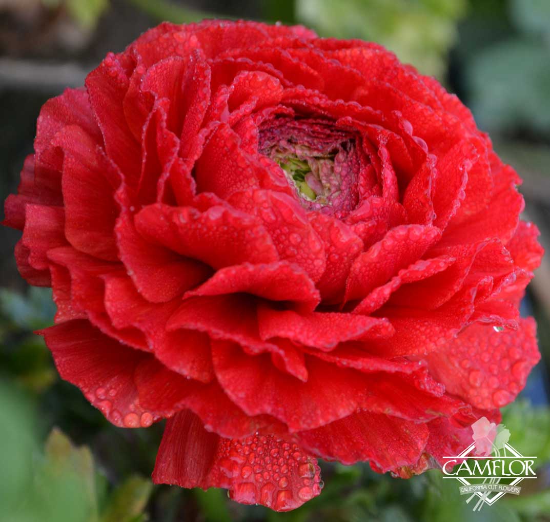 Ranunculus Red | CamFlor, Inc.