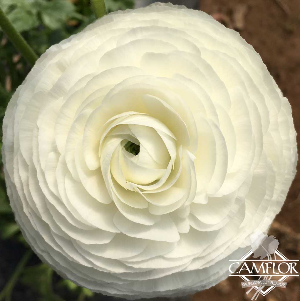 Ranunculus White | CamFlor, Inc.