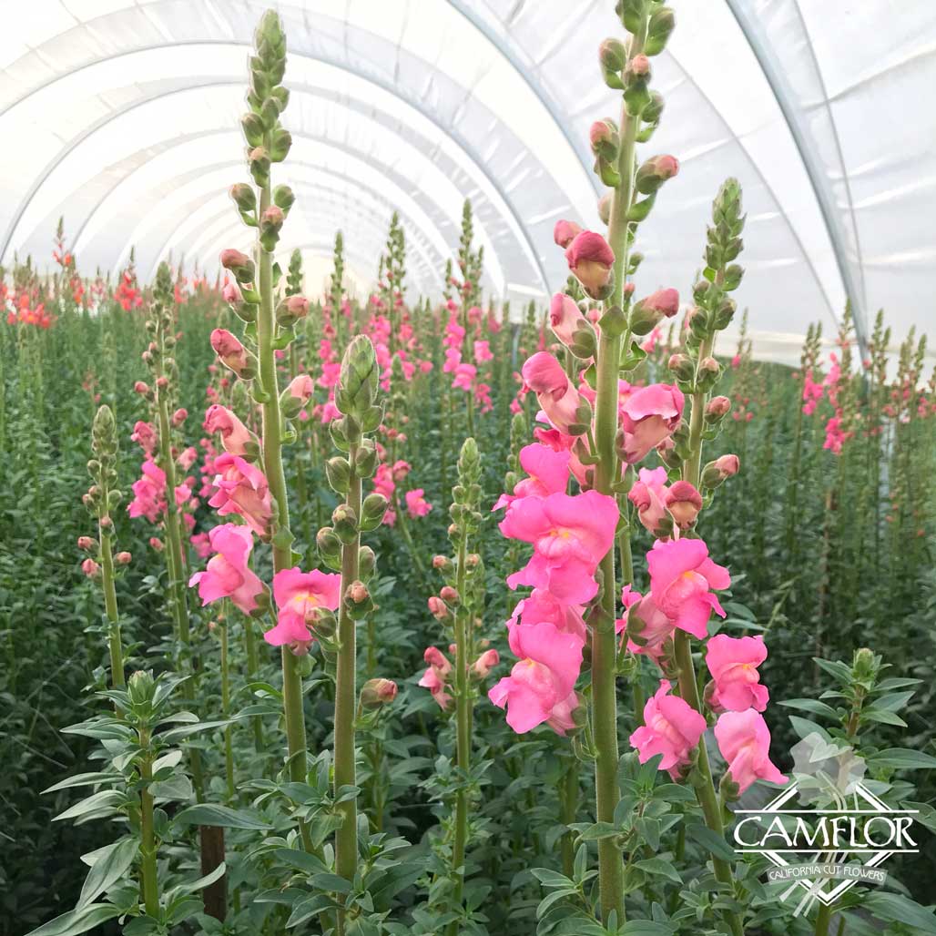 Snapdragon Pink | CamFlor, Inc.