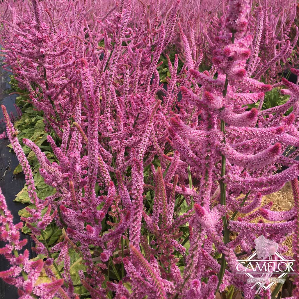 Statice Rat Tail | CamFlor, Inc.