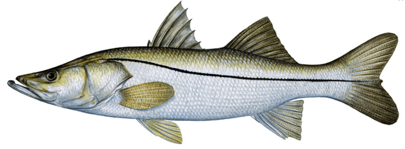 Good Eating Fish | Captiva Fishing Report