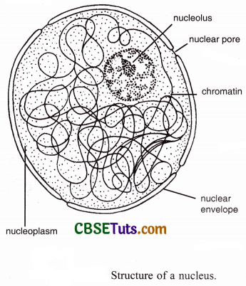 What is a Nucleus? - Structure and Functions of Nucleus - CBSE Tuts