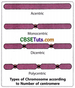 Chromosomal Theory of Inheritance: Observations and Inheritance - CBSE Tuts