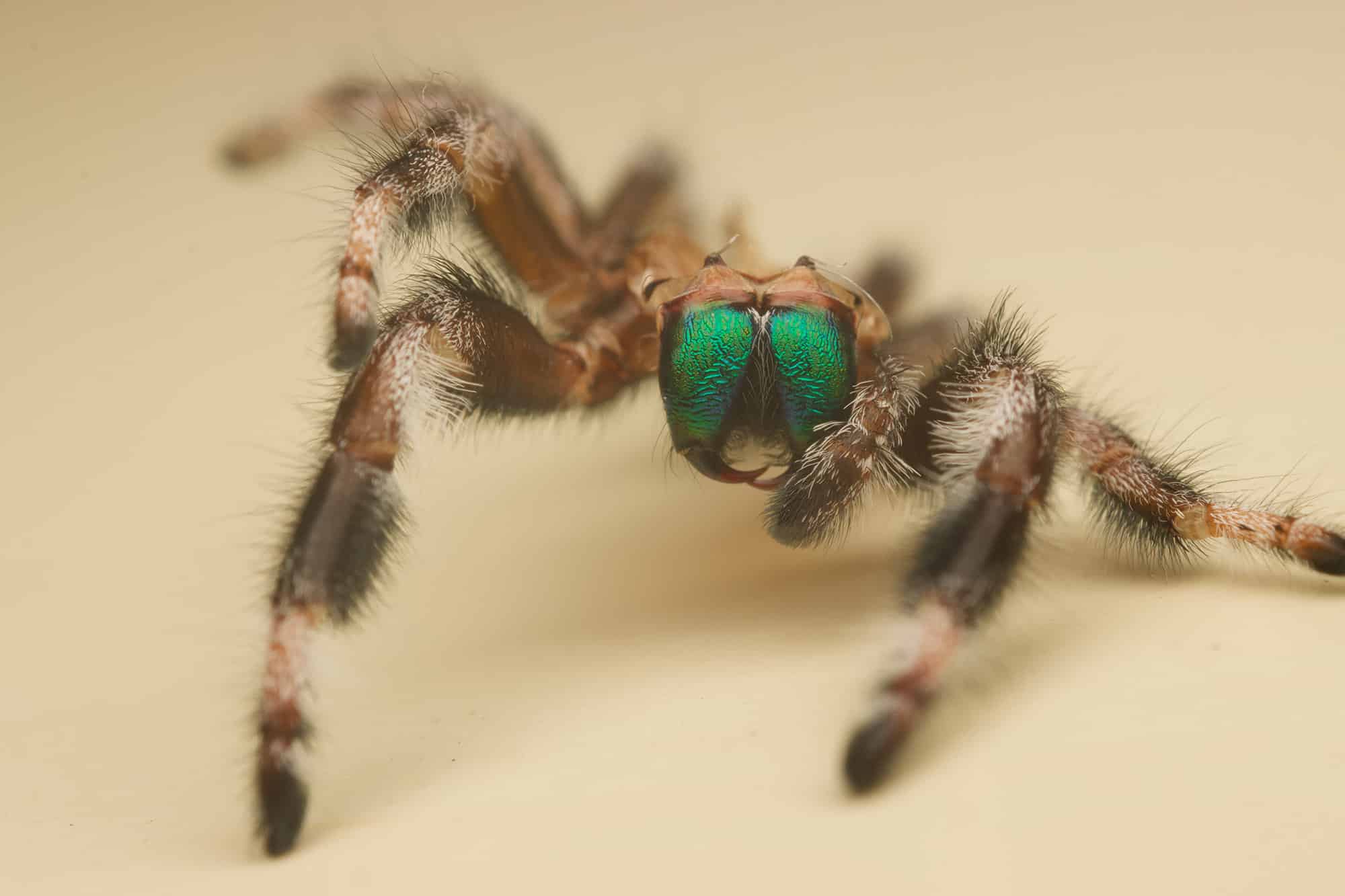 Jumping Spiders: The Care & Keeping of 8-legged Cats - Chasing Bugs
