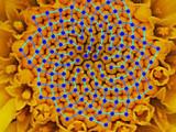 Phyllotaxis Pattern In Python Codespeedy