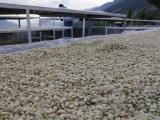Washed Processing Method Precision Coffee Roaster