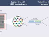 Spatial Transcriptomics Solutions Creative Bioarray Creative Bioarray