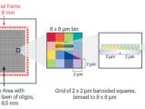Spatial Transcriptomics Solutions Creative Bioarray Creative Bioarray
