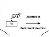 High Throughput Screening Using Flow Cytometry Creative Biostructure