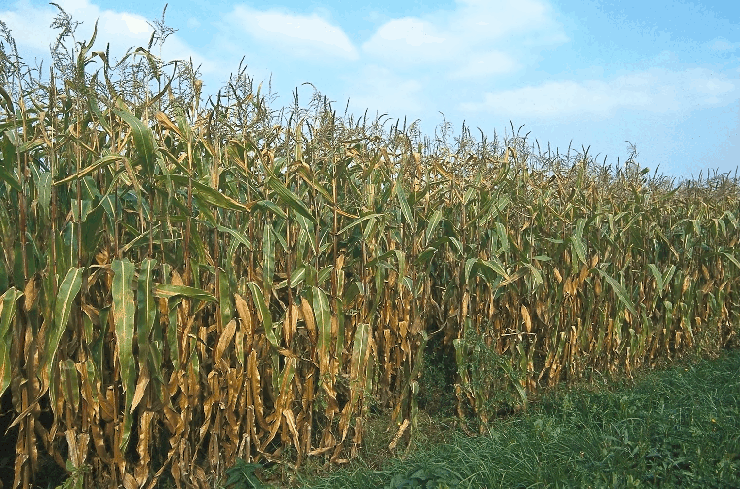 corn.gif - Pacific Coast Resources