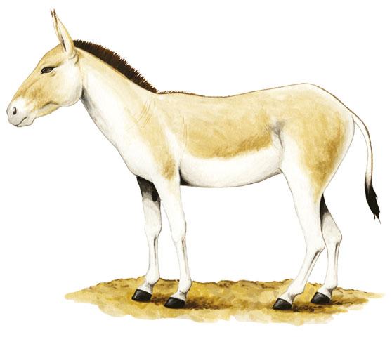 Kulan | Znanje je najveće blago