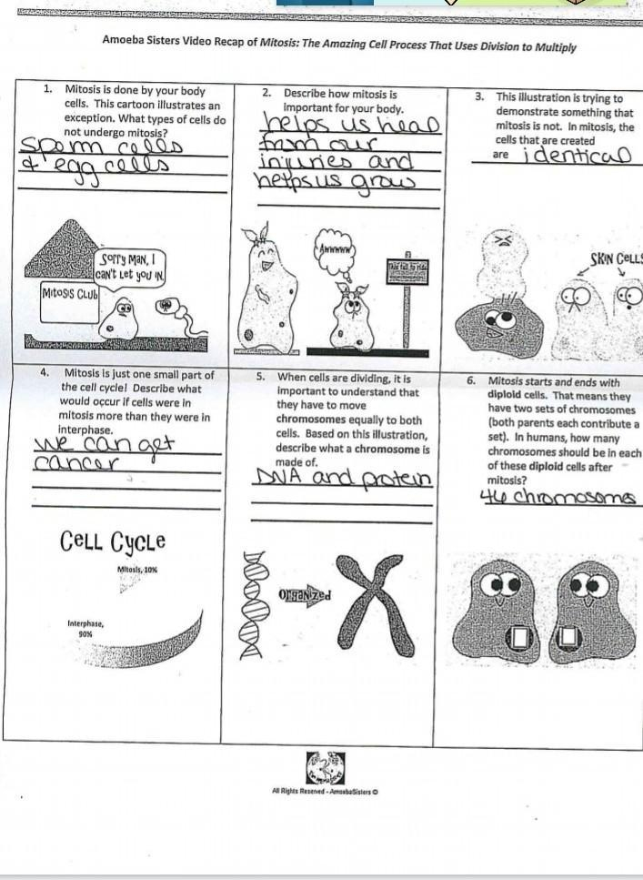 Amoeba Sisters Cell Cycle And Cancer Worksheet Answer Key amoeba-sisters-cell-cycle-and-cancer-worksheet-answer-key