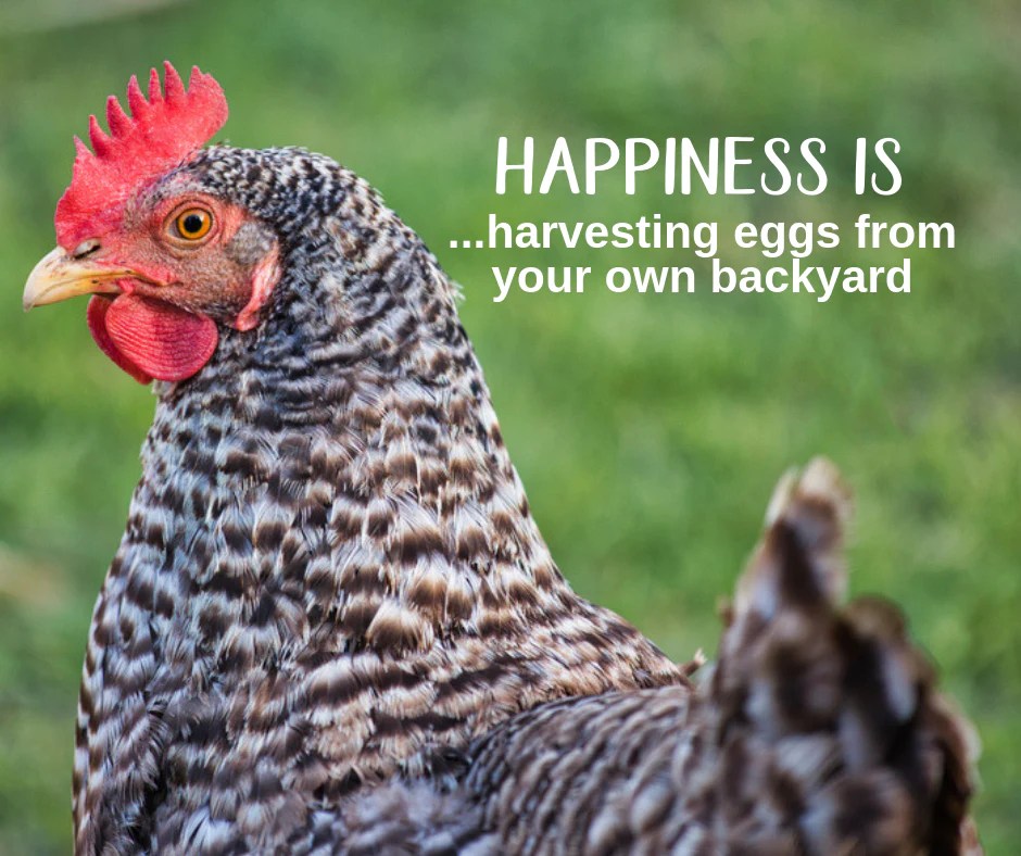 Raise People Friendly Chickens With These Tips Dahlia Pets