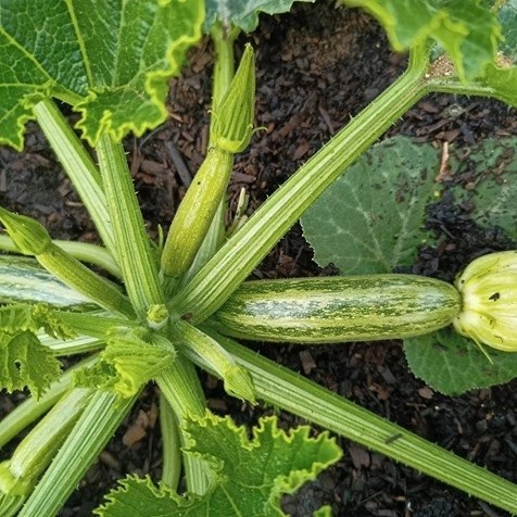 Cocozelle Zucchini | Dave's Seed