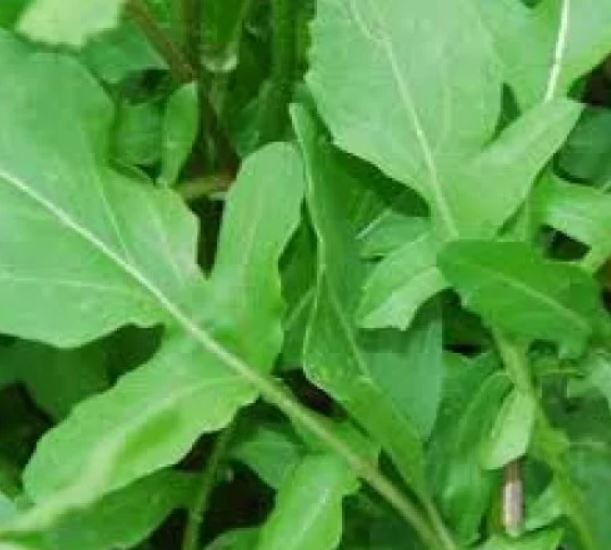 Rocket Archives | Dave's Seed