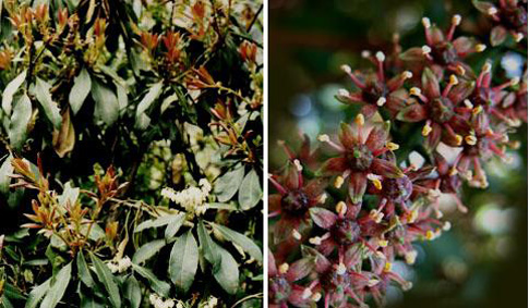 Fauna e Flora Brasileira | Fauna e Flora Brasil