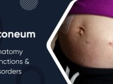 Peritoneum Anatomy Functions And Disorders