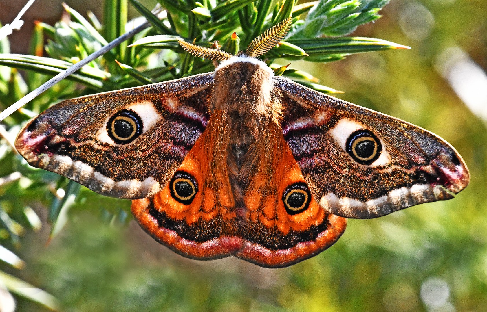 Emperor Moth Dorset Butterflies emperor-moth-dorset-butterflies