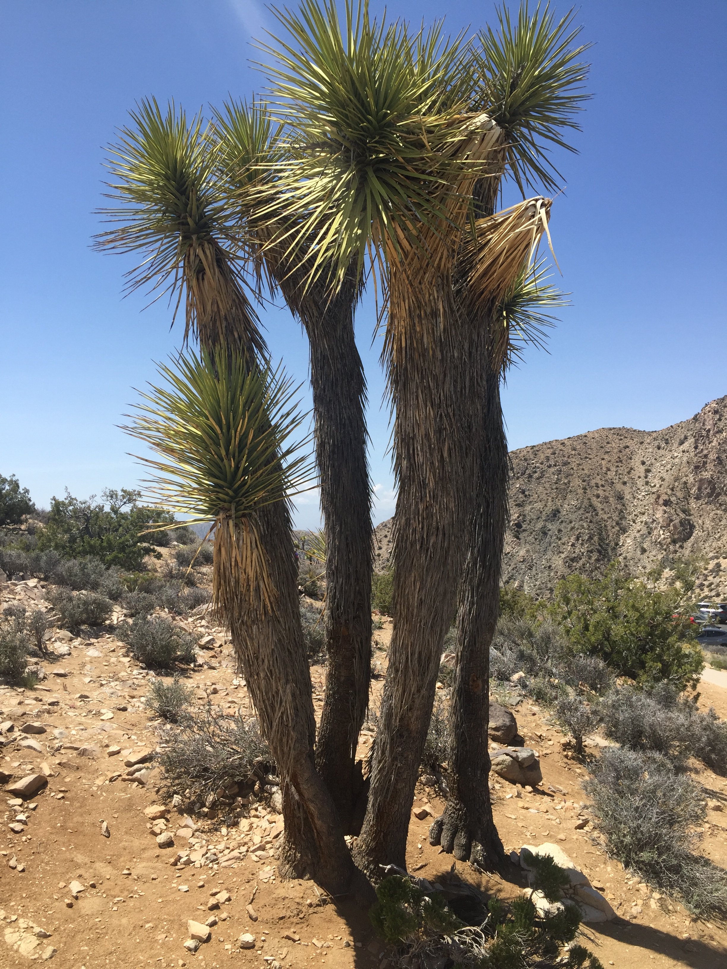 PCT Mile 465 – Agua Dulce, CA – Douglas Douma