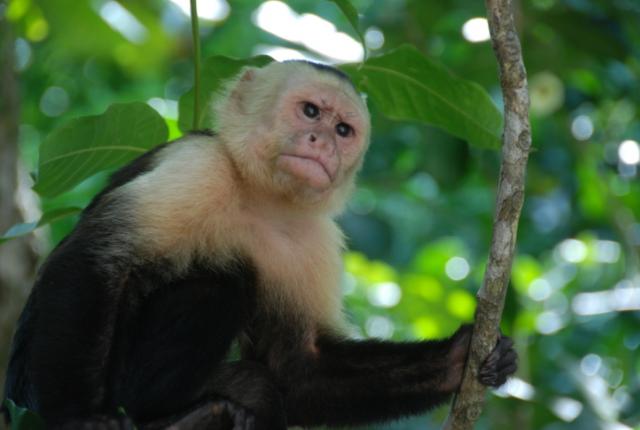 Monkeys use mosquito repellent, too – EEJournal
