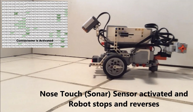 Scientists put worm brain in robot body – EEJournal