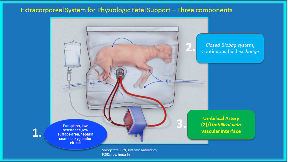 An artificial womb successfully grew baby sheep – EEJournal