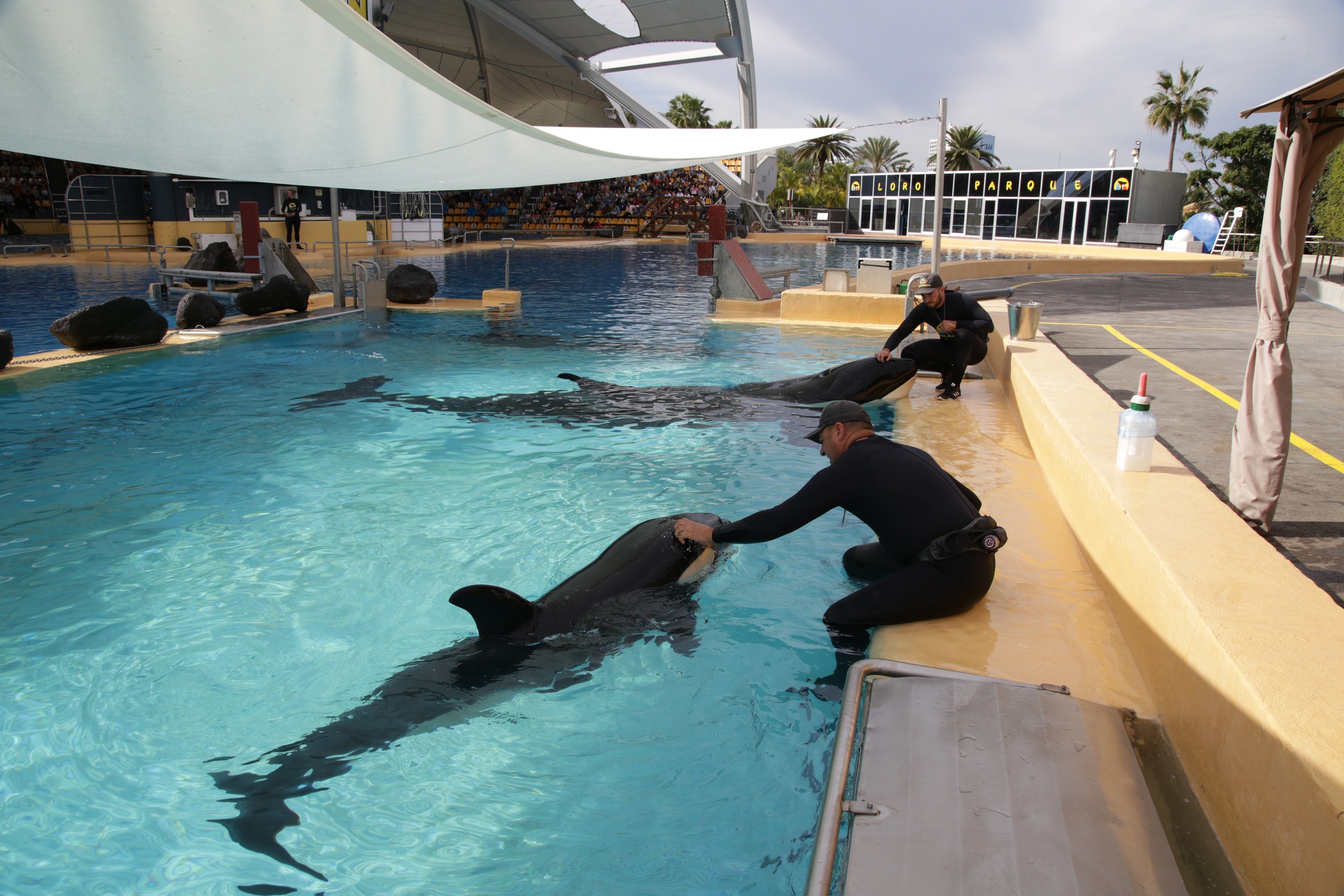 Morgan | Killer Whales in Captivity