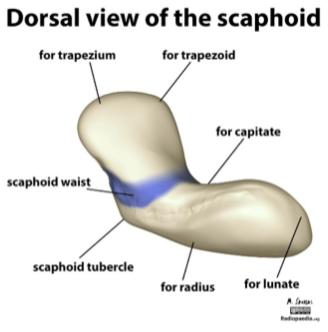 Wrist and Distal Forearm Injuries: Pearls & Pitfalls - emdocs