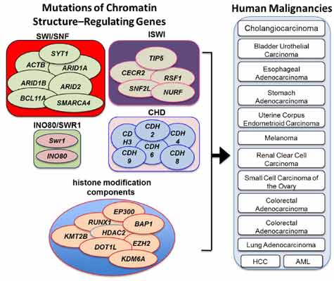 Mutations of Chromatin Structure Regulating Genes in Human Malignancies ...