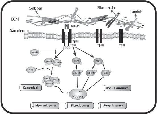 Muscle atrophy – Bentham Science