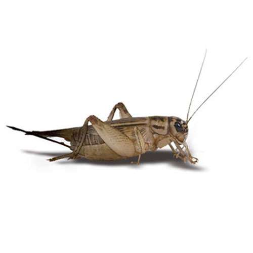 Pinhead Crickets