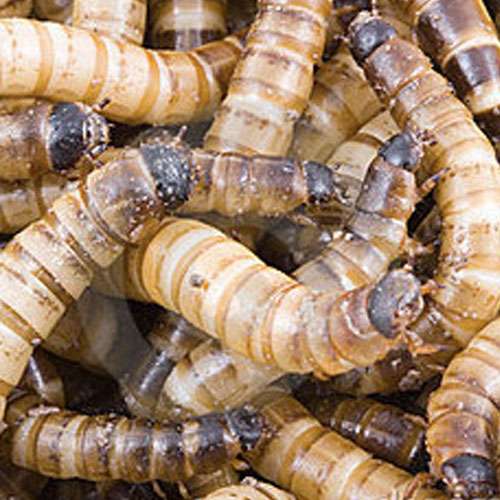 Superworms - nutritious and delicious for your critters!