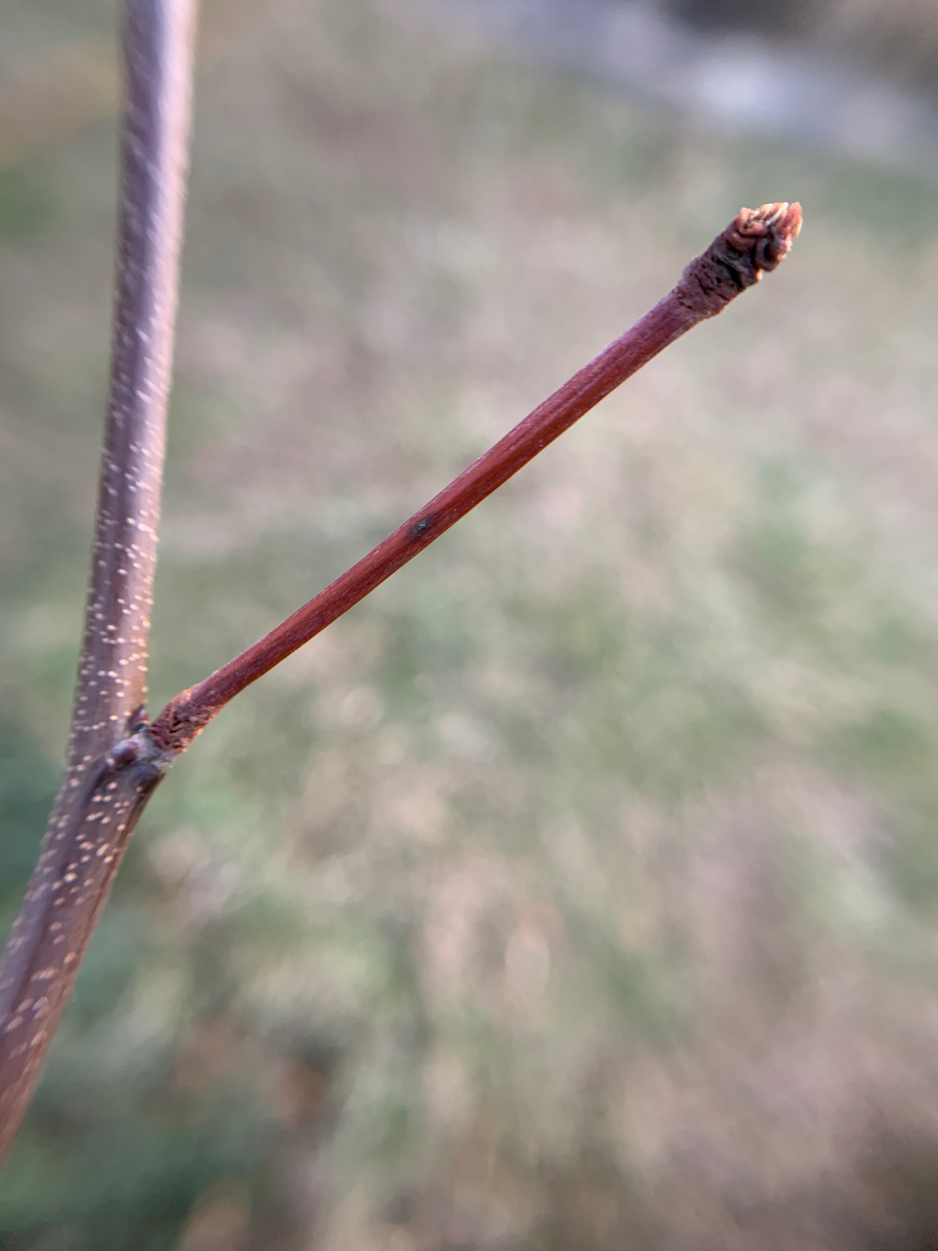 Saplings Sprouting, Part 1