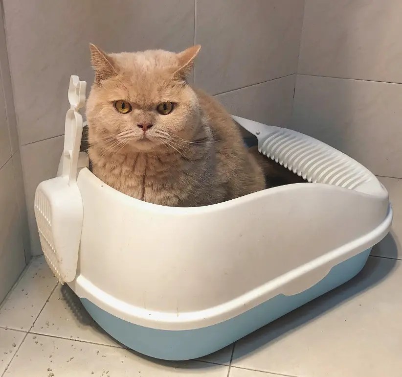 No cometas estos 6 errores con el arenero del gato | Fanmascotas