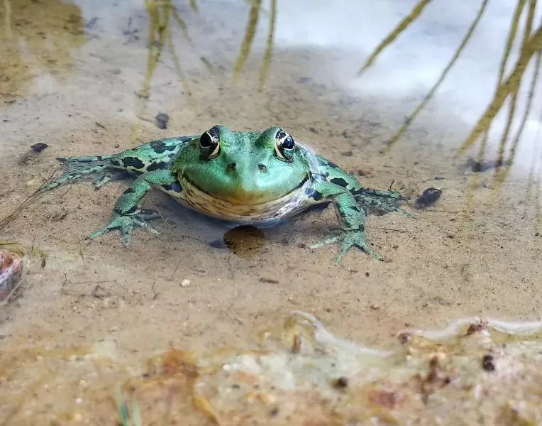 Cómo reducir el lodo del estanque | Fanmascotas