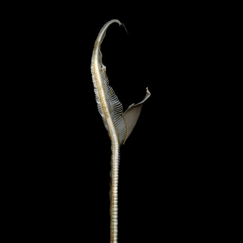 Deborah Samuel | Claes Gellerbrink's Blog