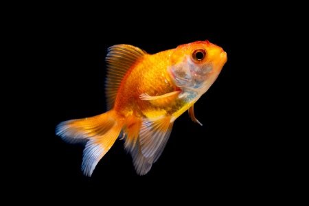 The Top 10 Best Fish for Beginners (2024)