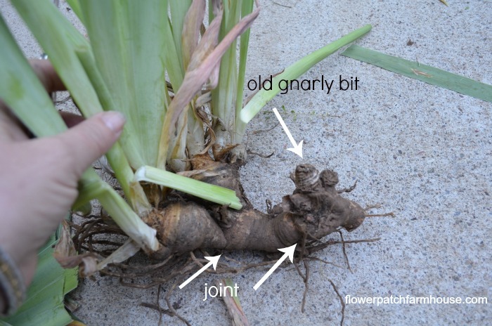 How to Divide Iris Rhizomes - Flower Patch Farmhouse
