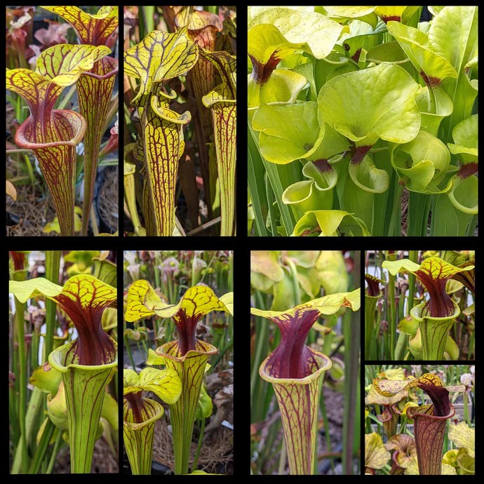 Free Stuff Flytrap King