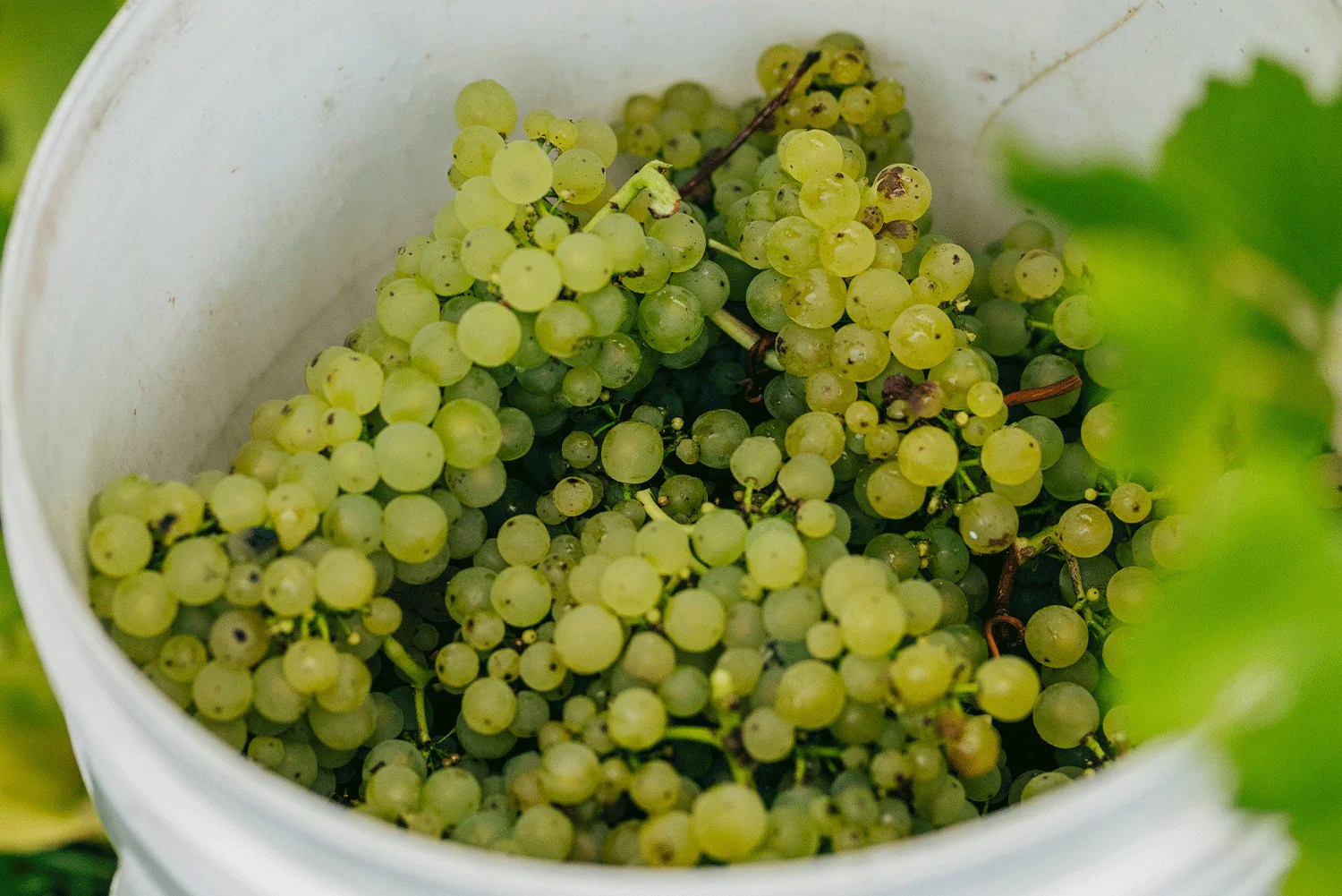Riesling The World S Most Famous Aromatic White Wine Fogarty Wine Group