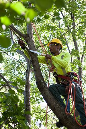 Tree Pruning In Rochester Mn Maier Tree Lawn